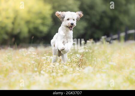 Standard Poodle. Juvenile dog running in a meadow. Germany Stock Photo ...