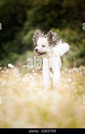 Standard Poodle. Juvenile dog running in a meadow. Germany Stock Photo ...