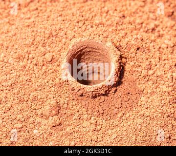 Dawsons burrowing bee, Western Australia, Amegilla dawsoni Horizontal ...