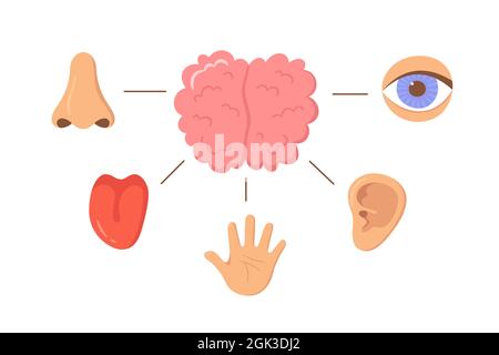 Cartoon human sensory organs. Anatomy human senses, skin touch, hearing ...