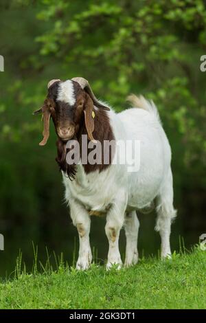 Boer Goat. Adult billy standing on a pasture. Germany Stock Photo - Alamy