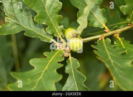 Gall in acorns produced by oak tree in response to Knopper oak gall ...