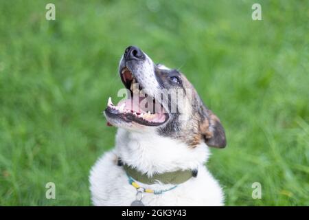 Funny outdoor portrait of cute smilling puppy border collie lying down ...