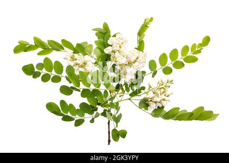 Fresh acacia flower isolated on white background. Clipping path Stock ...