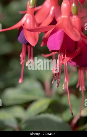 A Pretty fuchsia flowers on Stem in Nature Stock Photo - Alamy