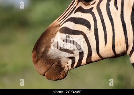 side profile zebra face Stock Photo - Alamy