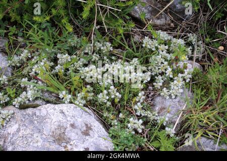 Paronychia cephalotes, Caryophyllales. Wild plant shot in spring Stock ...