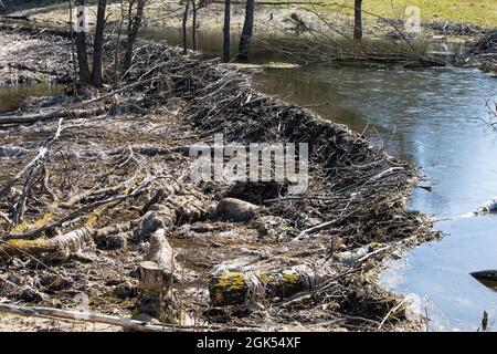 Biberdamm, Beaver dam Stock Photo - Alamy
