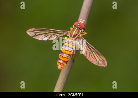 Maize Calligrapher (Toxomerus politus), Insecta, Fredericksburg County ...