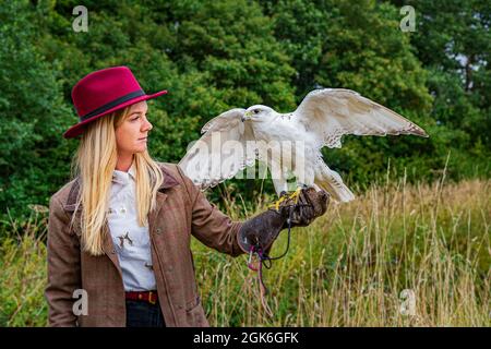 A young blonde lady falconer with a five-year-old female Gyrfalcon, who ...