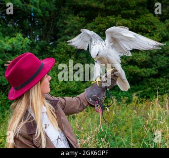 A five year old female Gyrfalcon, the largest of all the falcons Stock ...