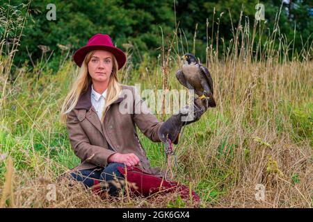 A young blonde lady falconer with a Peregrine Falcon, who is a popular ...