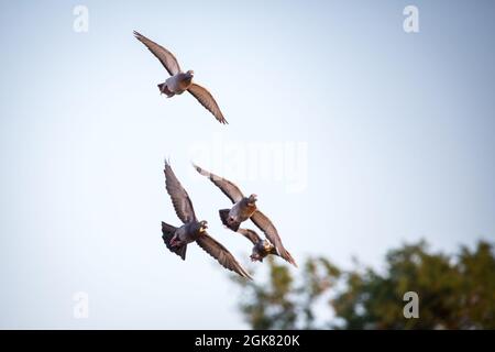 Racing pigeons flying Stock Photo - Alamy