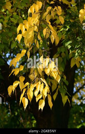common hackberry, nettletree, sugarberry, Amerikanischer Zürgelbaum ...