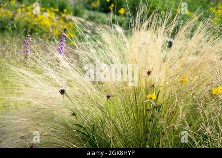 Ponytail Grass, Stipa tenuissima in Garden Plant Plants Perennial ...