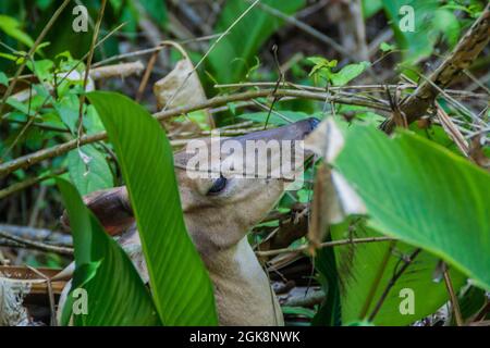Deer in National Park Manuel Antonio, Costa Rica Stock Photo - Alamy