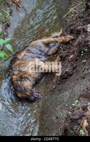 Dead dog in a ditch Stock Photo - Alamy