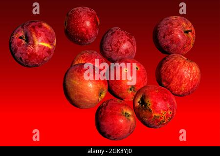 Organic red apples. Isolate. Fruit without chemical spraying. Orchard ...
