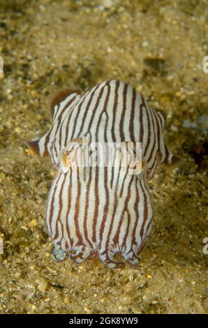 Striped Pyjama Squid, Sepioloidea lineolata, at Clifton Gardens, New ...