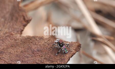 male maratus volans peacock spider courtship display Stock Photo - Alamy