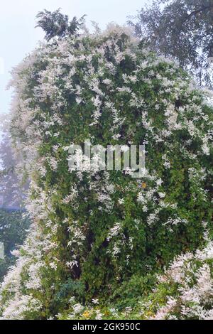 Russian-vine, Bukhara fleeceflower, Chinese fleecevine, mile-a-minute ...