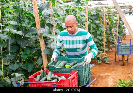 Latino man carries on wheelbarrow plastic boxes with harvest of ...