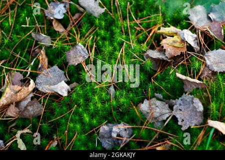 Old tree falling into green swamp small pond. Czech landscape Stock ...