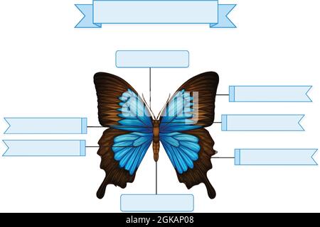 External Anatomy of a butterfly worksheet illustration Stock Vector ...