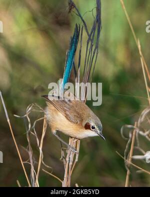 Purple-crowned Fairywren (Malurus coronatus) male, Western Australia ...