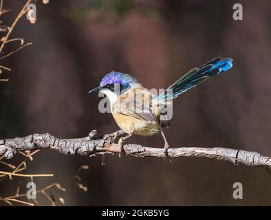 Purple-crowned fairywren (Malurus coronatus) in Australia Stock Photo ...