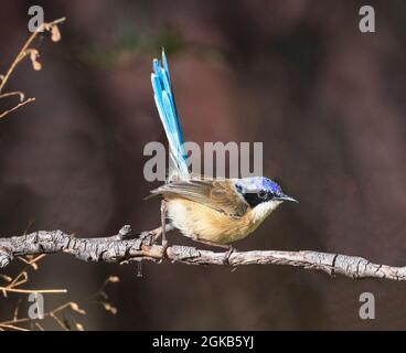A Purple-crowned Fairywren (Malurus coronatus) is a threatened species ...