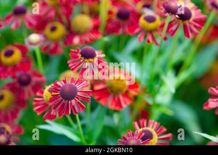 Helenium autumnale ‘Sahin's Early Flowerer’ sneezeweed Early Flowerer ...