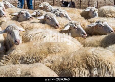 TREVIGNANO ROMANO ITALY, UK. 14 September, 2021. A farmer herding his livestock of sheep in ...