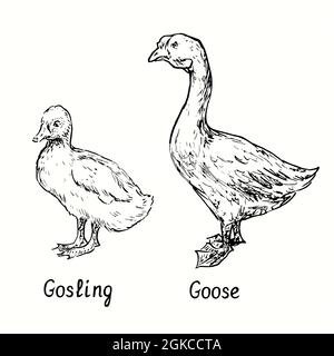 Gosling standing side view. Ink black and white doodle drawing in ...