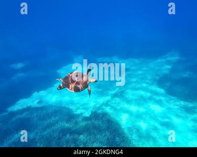 Sea turtle, Cyprus, Protaras, Mediterranean sea, Europe Stock Photo - Alamy