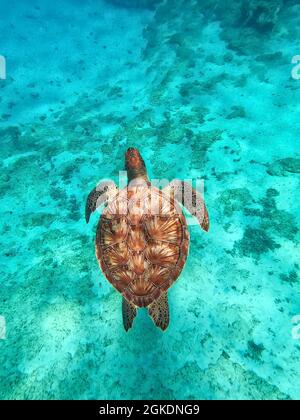 Sea turtle, Cyprus, Protaras, Mediterranean Sea, Europe, animals ...