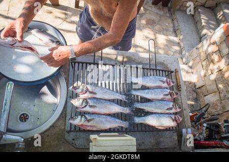 Illustrative photo, Brancin (Lubin), Common Sea Bass, fish, food ...