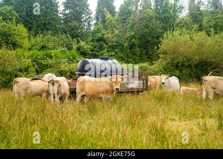 A herd of Limousine, a French breed of beef cattle from the Limousin ...