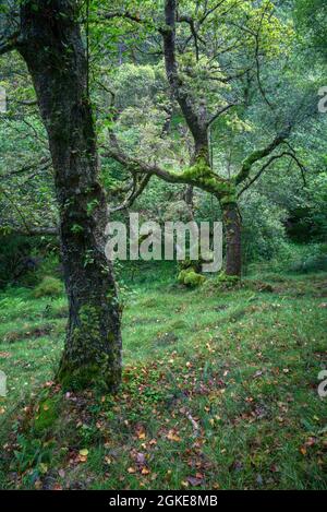 Spooky forest background with gnarled, moss-covered tree trunks and ...