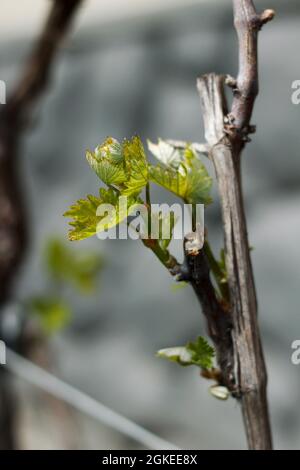 Rod branch with the small growing leaves close up in springtime Stock ...