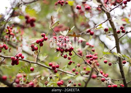 red sweet berries of hawthorn hang on branches in autumn Stock Photo ...