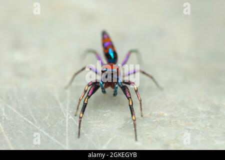 Colourful jumping spider, Chrysilla volupe, Satara, Maharashtra, India ...