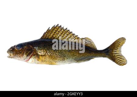 Eurasian ruff (Gymnocephalus cernua) on a white background Stock Photo ...