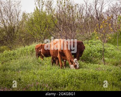 Three cows black red and white, together upright in a row side by side ...