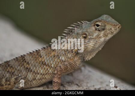 View of a beautiful chameleon on the ground Stock Photo - Alamy