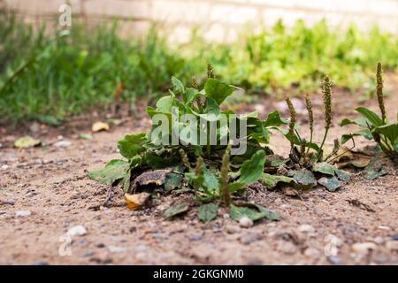 Plantain with green leaves grows on the sand close up Stock Photo - Alamy