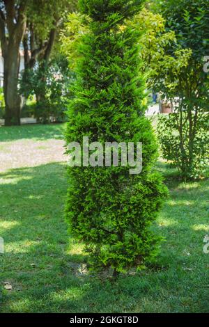 Detailed Christmas tree branches background. Detail of fresh spruce ...