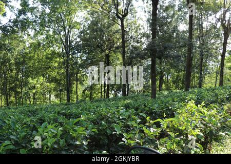 A tea estate with shade trees Stock Photo - Alamy