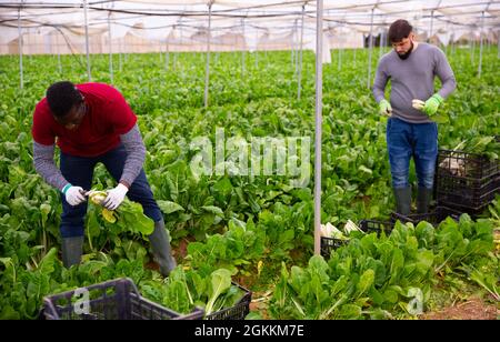 Workers clean ripe chard and put in boxes Stock Photo - Alamy