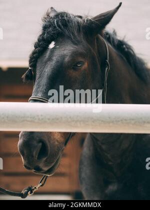 Soldiers with the Fort Sam Houston Caisson Section carry the flag ...